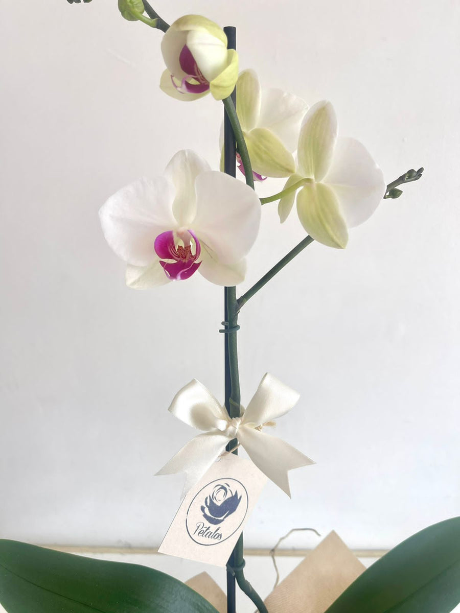 Orquídea florecida blanca de una vara – Pétalos Colombia